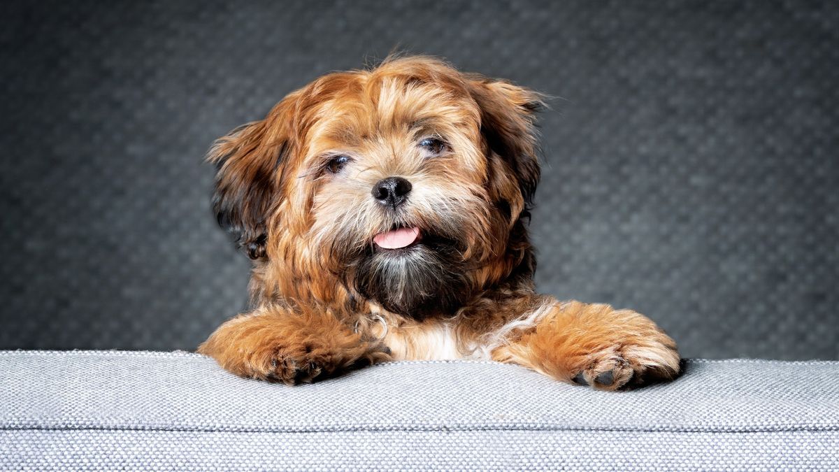 10 adorable teddy bear dog breeds | PetsRadar