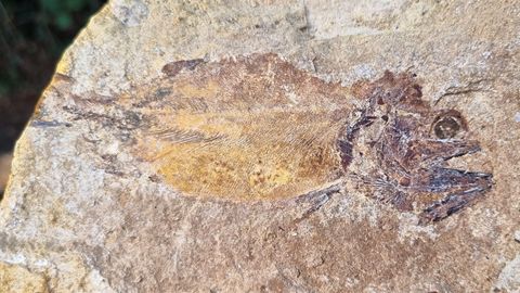'Never seen anything like it': Impeccably preserved Jurassic fish ...