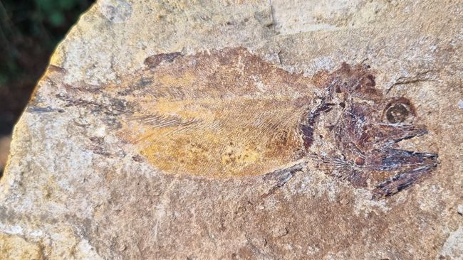 'Never seen anything like it': Impeccably preserved Jurassic fish ...