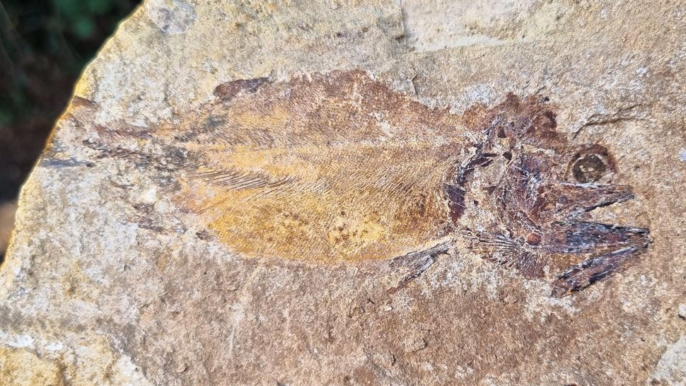 'Never seen anything like it': Impeccably preserved Jurassic fish ...