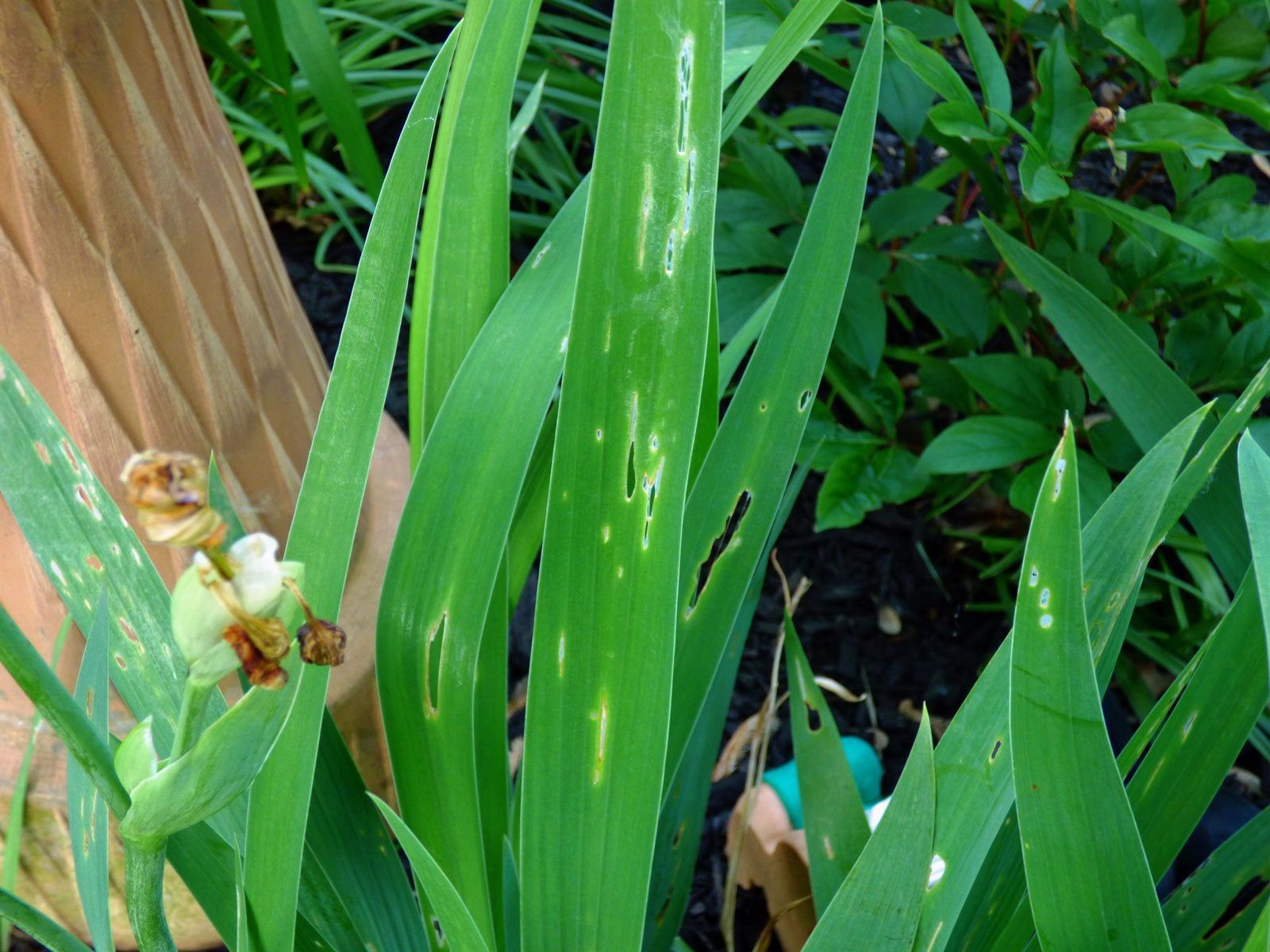 Information On Iris Leaf Spot | Gardening Know How