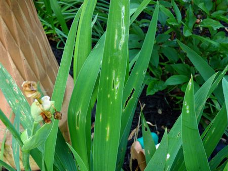 Tips & Information about Iris | Gardening Know How