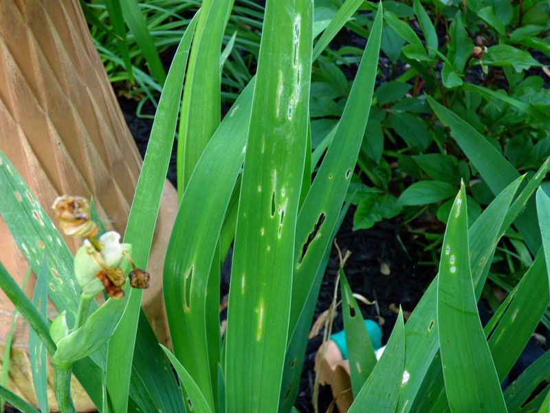 Tips & Information about Iris | Gardening Know How