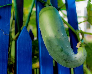 What Causes Deformed Cucumbers? How To Prevent Kooky Cukes | Gardening ...