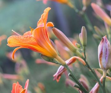 Best plants for poor soil: resilient, expert-approved picks | Homes and ...