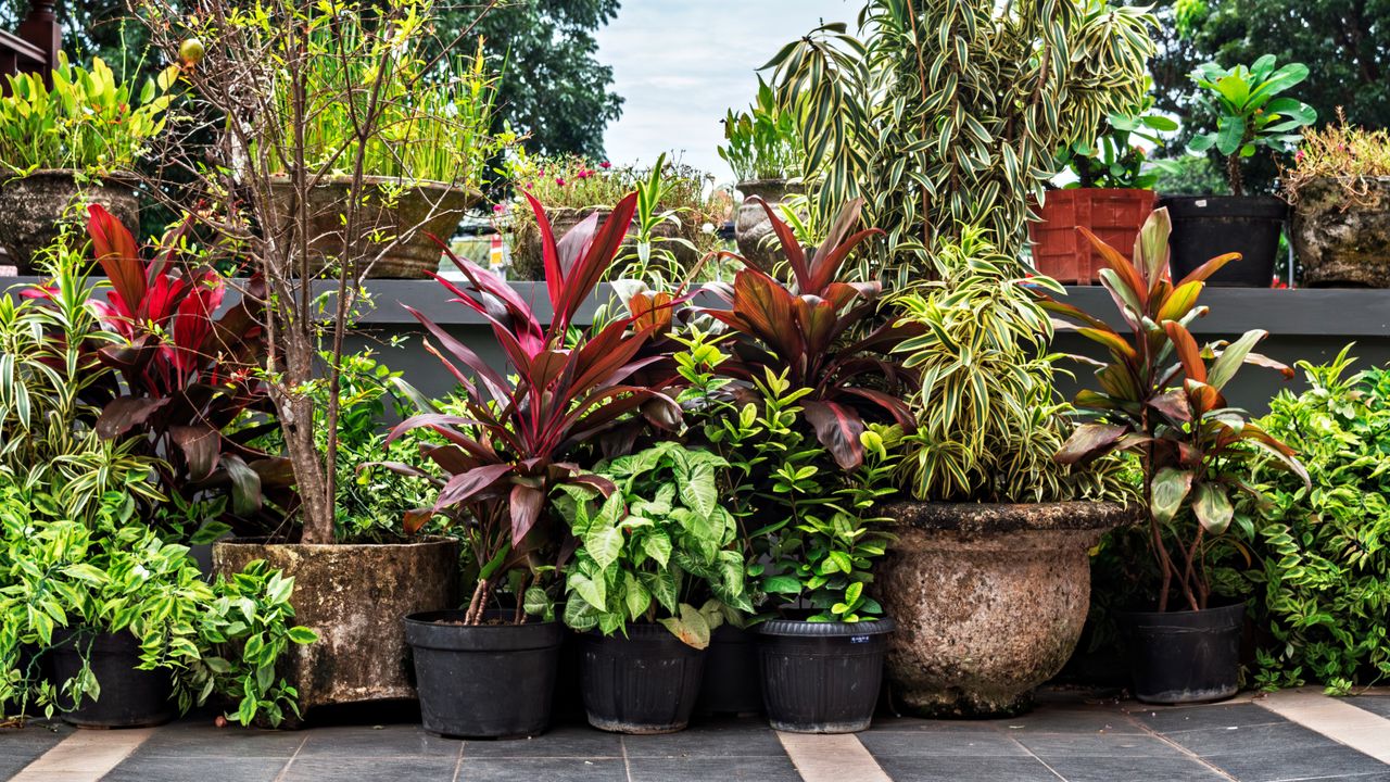 10 Large Outdoor Plants For Pots For An Eye-Popping Display | Gardening ...