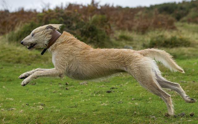 For the love of lurchers | Country Life