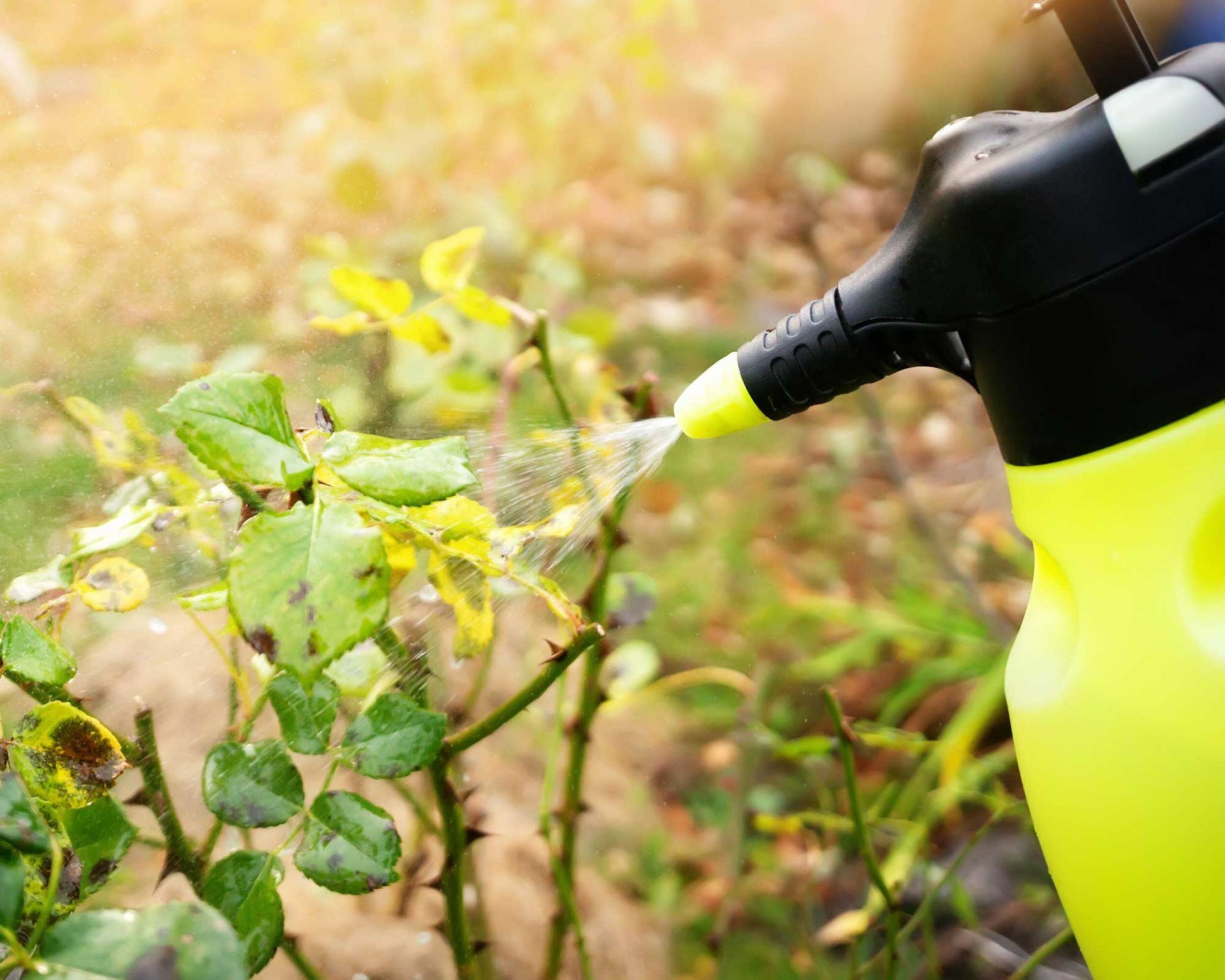 Rose black spot: tips to prevent this common plant disease | Gardeningetc