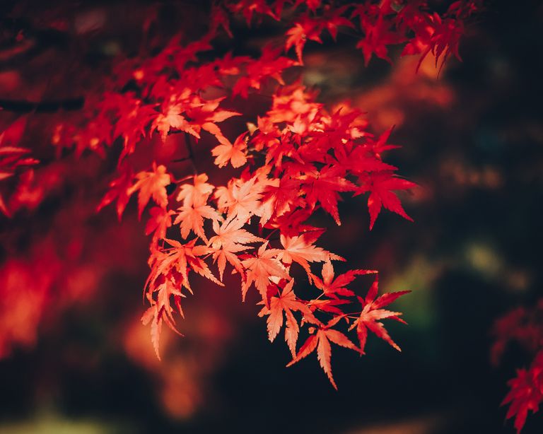The Japanese maple varieties that will thrive in hot climates ...