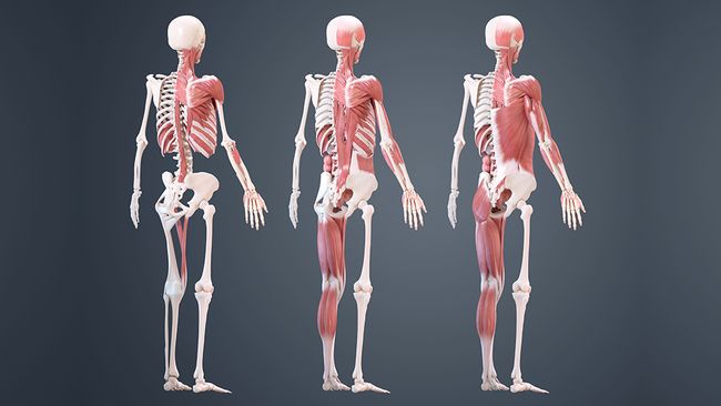 10 ways to improve your human anatomy modelling | Creative Bloq