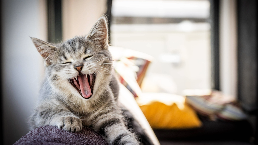 Is my cat sick? Vet reveals 10 signs your cat needs help | PetsRadar