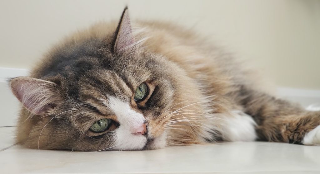 32 facts about ragamuffin cats | PetsRadar