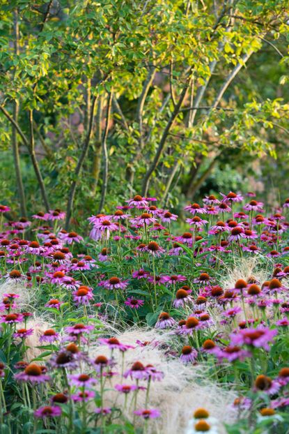 Flower bed ideas: 24 ways to create floral displays outdoors | Gardeningetc