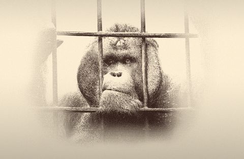 On the Lam: 10 of the Greatest Animal Escape Artists | Live Science