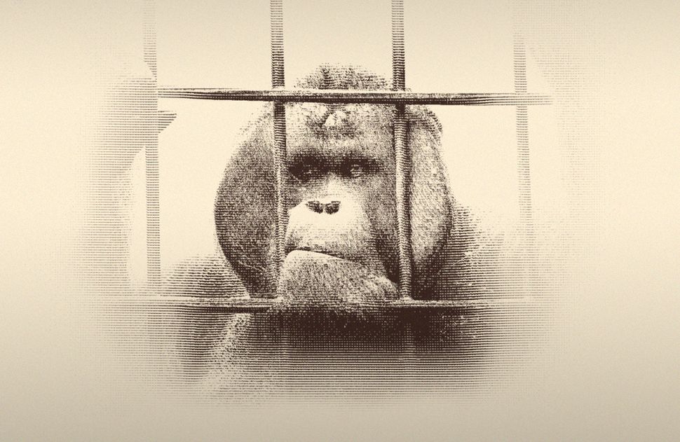 On the Lam: 10 of the Greatest Animal Escape Artists | Live Science