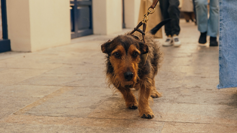 Why does my dog walk sideways? A vet explains | PetsRadar