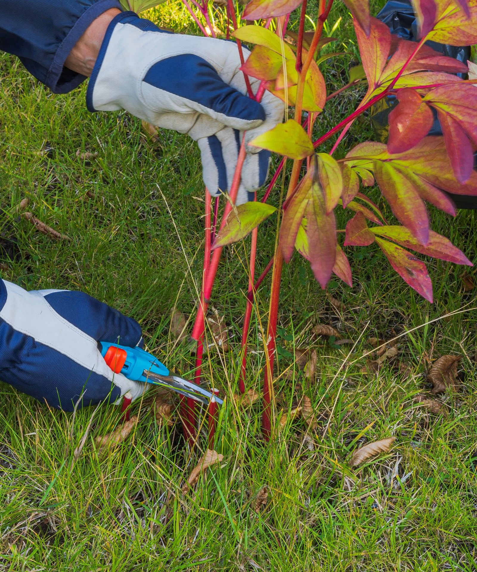 How to prune peonies: 3 expert ways depending on your type | Homes and ...