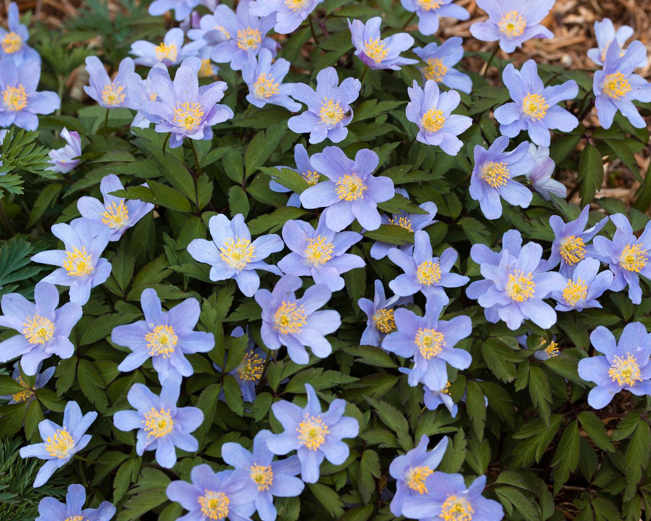 Anemones care and growing guide: tips for all-year success | Gardeningetc