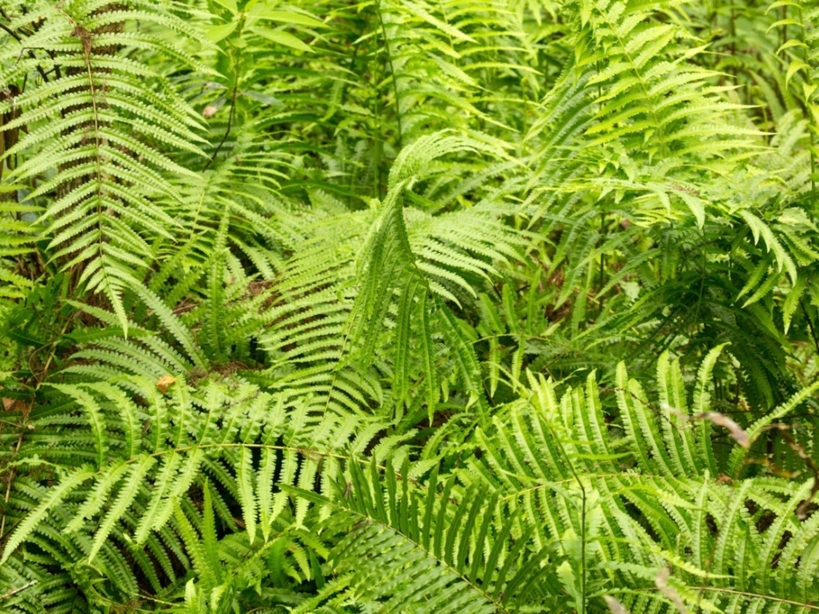 What Is A Shield Fern: Learn About Southern Shield Fern Care ...