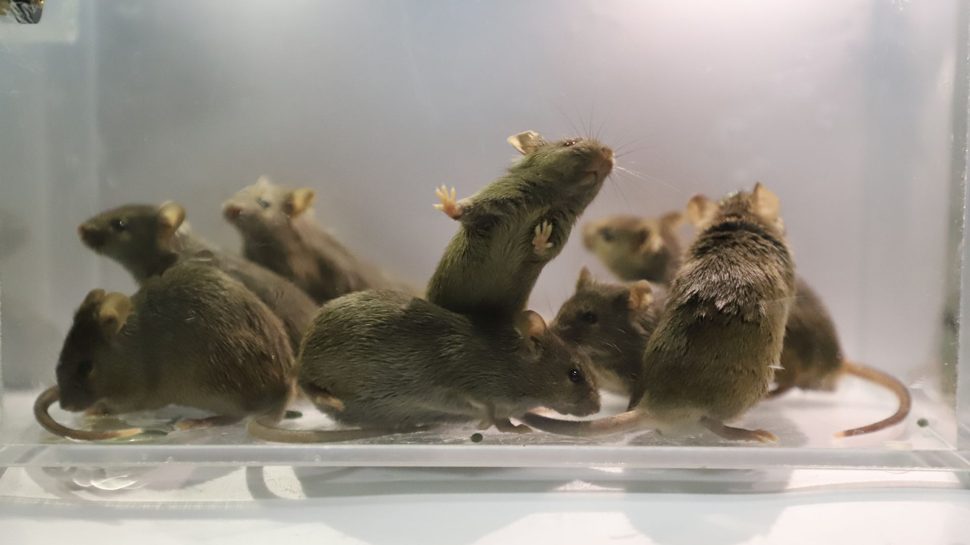 Chinese scientists created mice with 2 dads — and they survived to ...