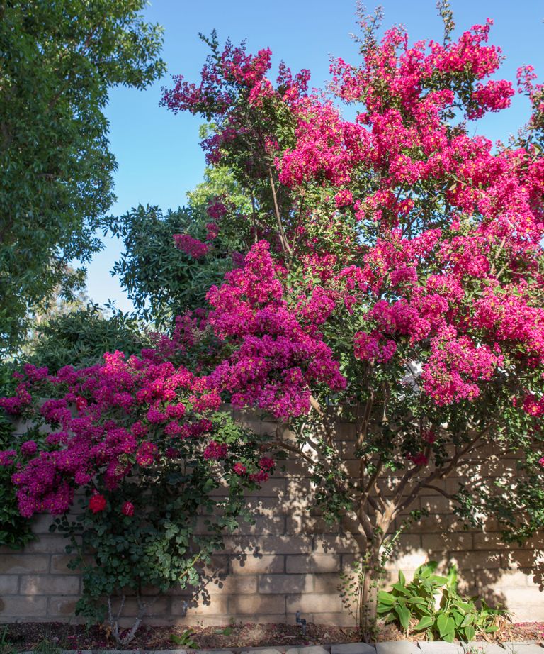 How to prune crepe myrtle: and when to prune them | Homes and Gardens