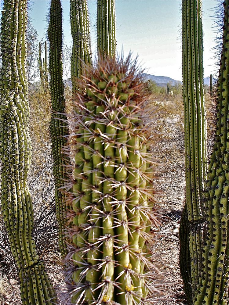 Desert Blooms: Spectacular Photos of Organ Pipe Cactuses | Live Science