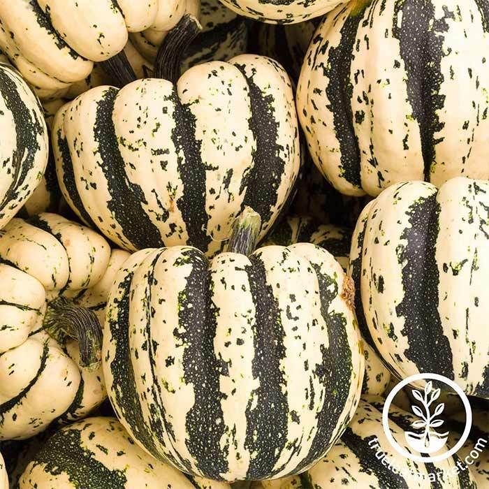 How to grow delicata squash - tips from an expert grower | Homes and ...