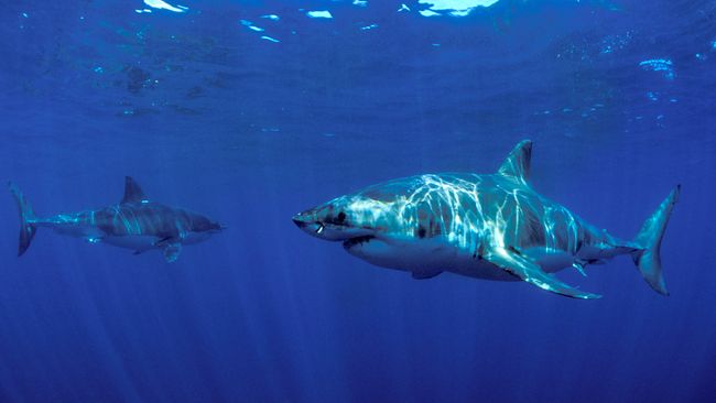 These two great white sharks are exploring the oceans together | Live ...