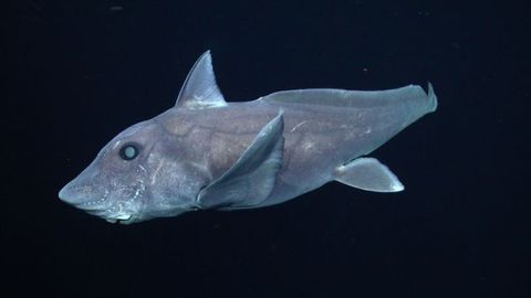 20 of the weirdest sharks | Live Science