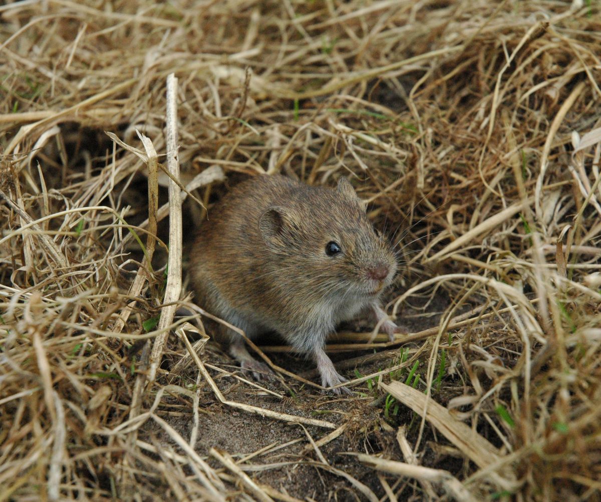 In Photos: Adorable Voles | Cute Animals | Live Science