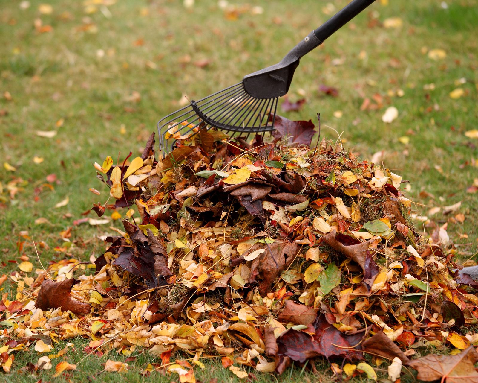What is leaf mold? 6 steps to perfect leaf mold | Homes and Gardens