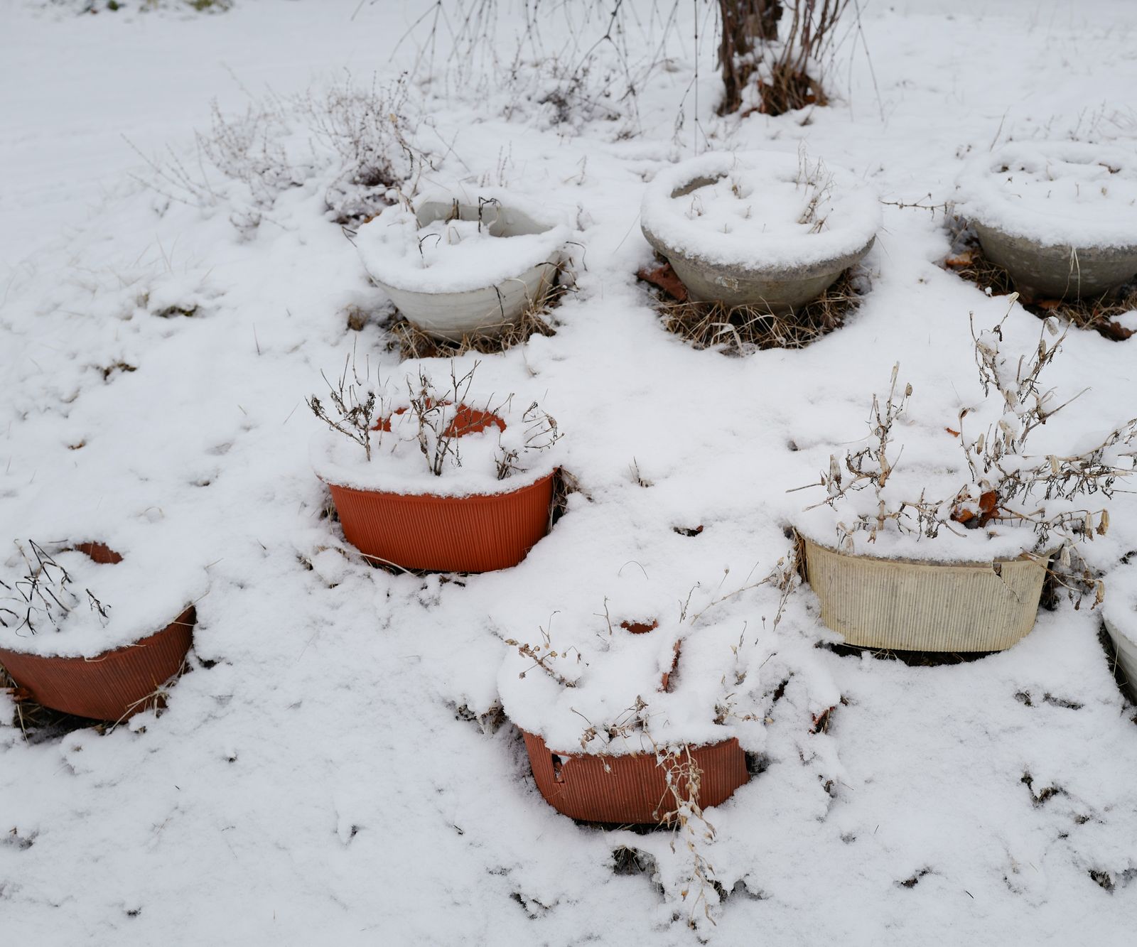 How to wrap potted plants for winter in 4 simple steps | Homes and Gardens