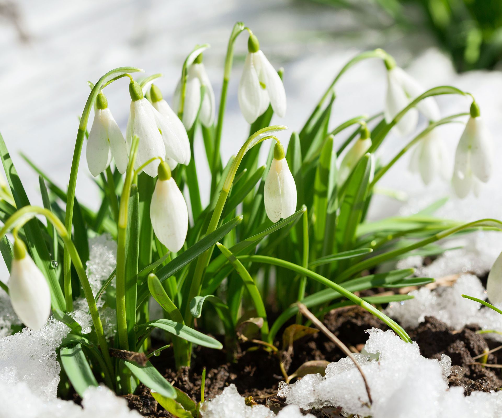 6 First Flowers of Spring That Mean Winter Is Almost Over | Gardening ...