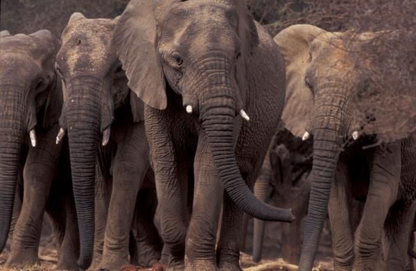 Quest for Survival: Photos of Incredible Animal Migrations | Live Science