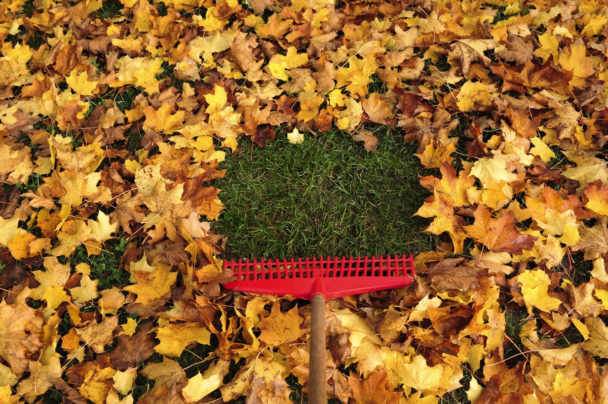 5 great tools for cleaning up fallen leaves | The Week