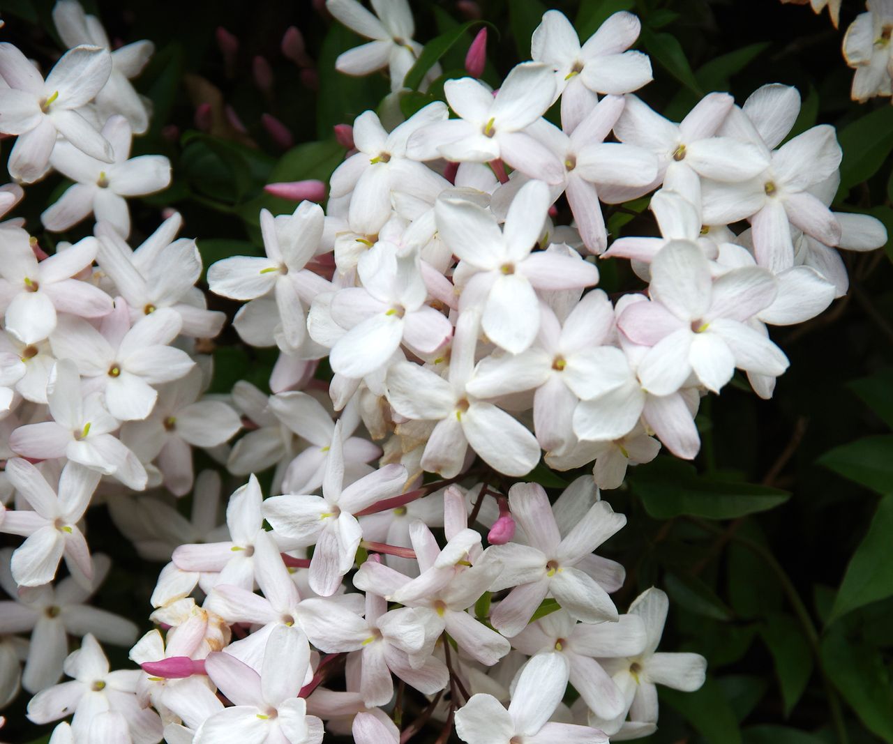 How to care for jasmine plants: experts share 3 top tips | Homes and ...