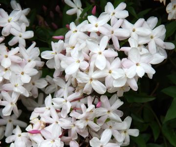 When and how to prune jasmine: with expert pruning advice | Homes and ...
