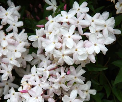 When and how to prune jasmine: with expert pruning advice | Homes and ...