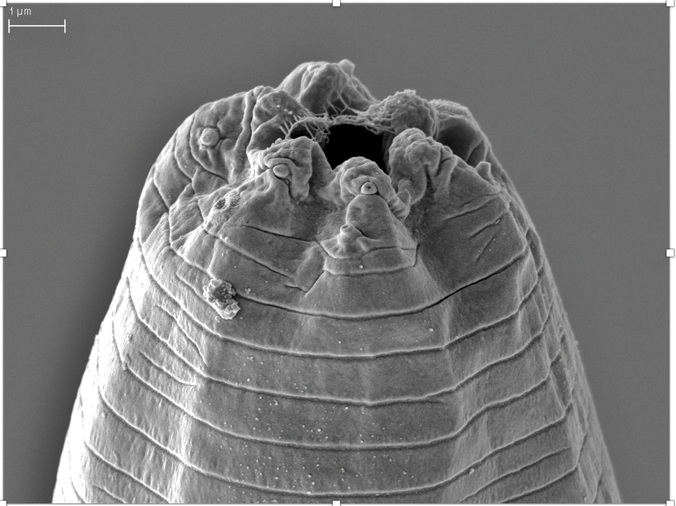 Parasitic worm forces tarantulas to tiptoe, then starves them to death ...