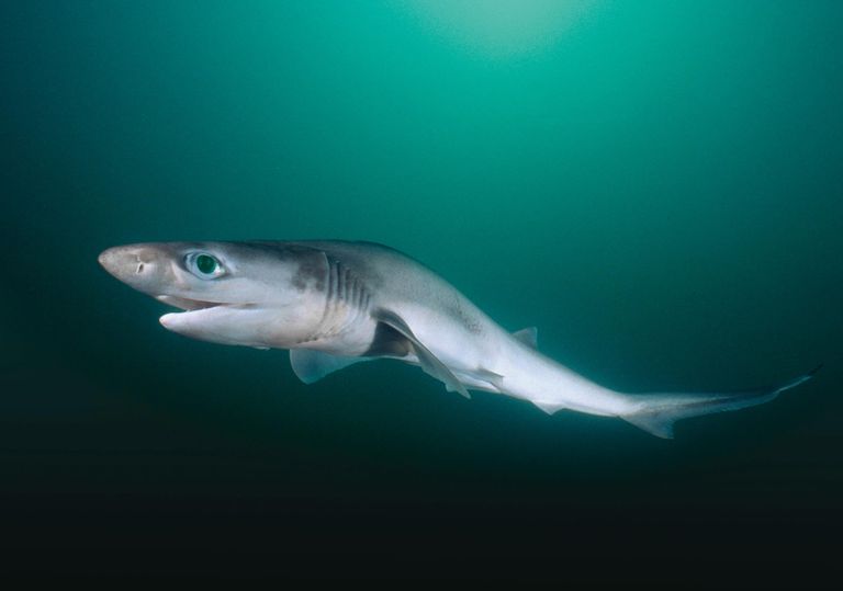 A complete guide to the sharks you'll find in the seas of Britain (and ...