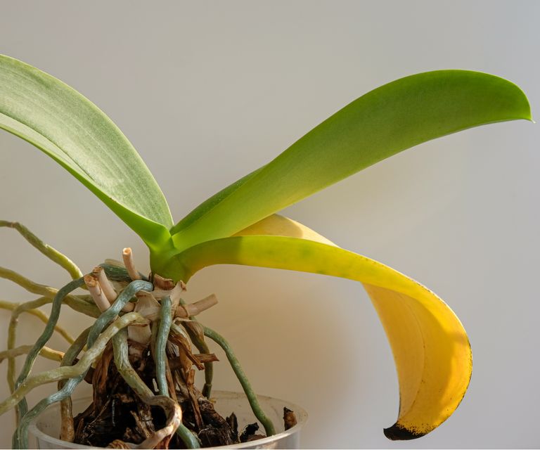 What is orchid root rot and how to treat it: Expert tips | Homes and ...