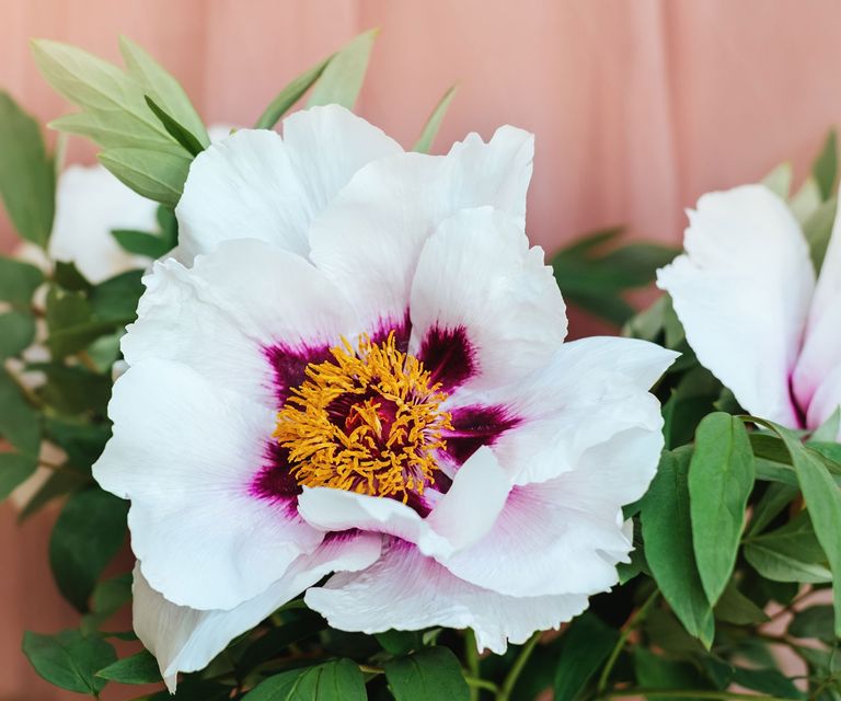 Grow These 8 Peony Colors For A Spring Rainbow In Your Yard | Gardening ...