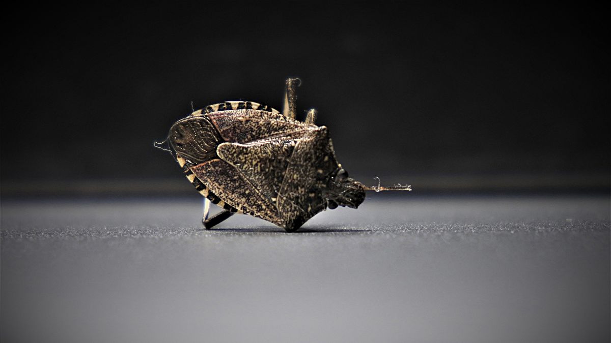 Terminix review | Top Ten Reviews