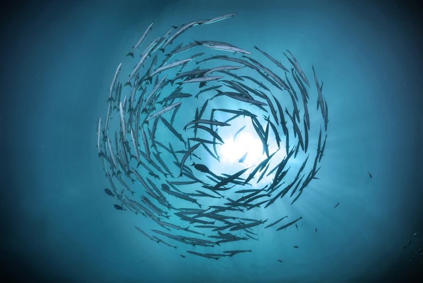 Under the sea: 50 breathtaking images from our oceans | Live Science
