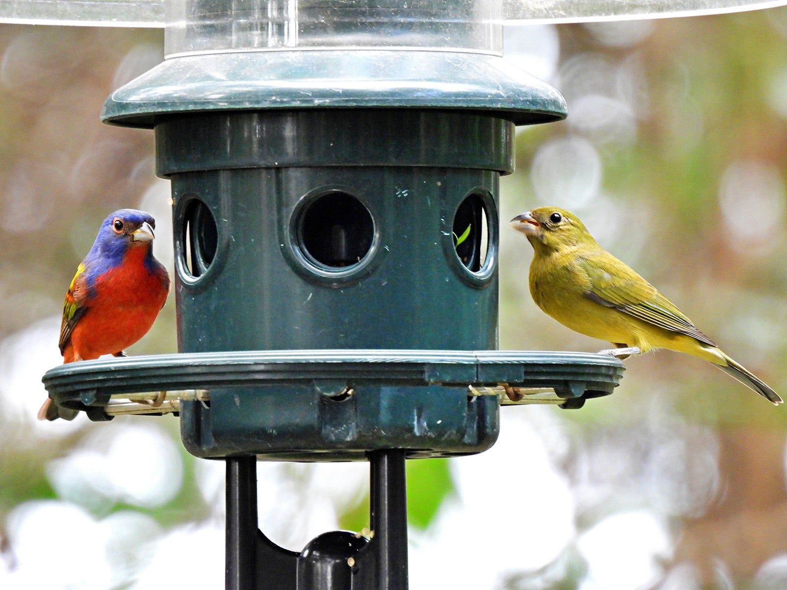 9 Bird Feeding Mistakes To Avoid – And How To Get It Right | Gardening ...