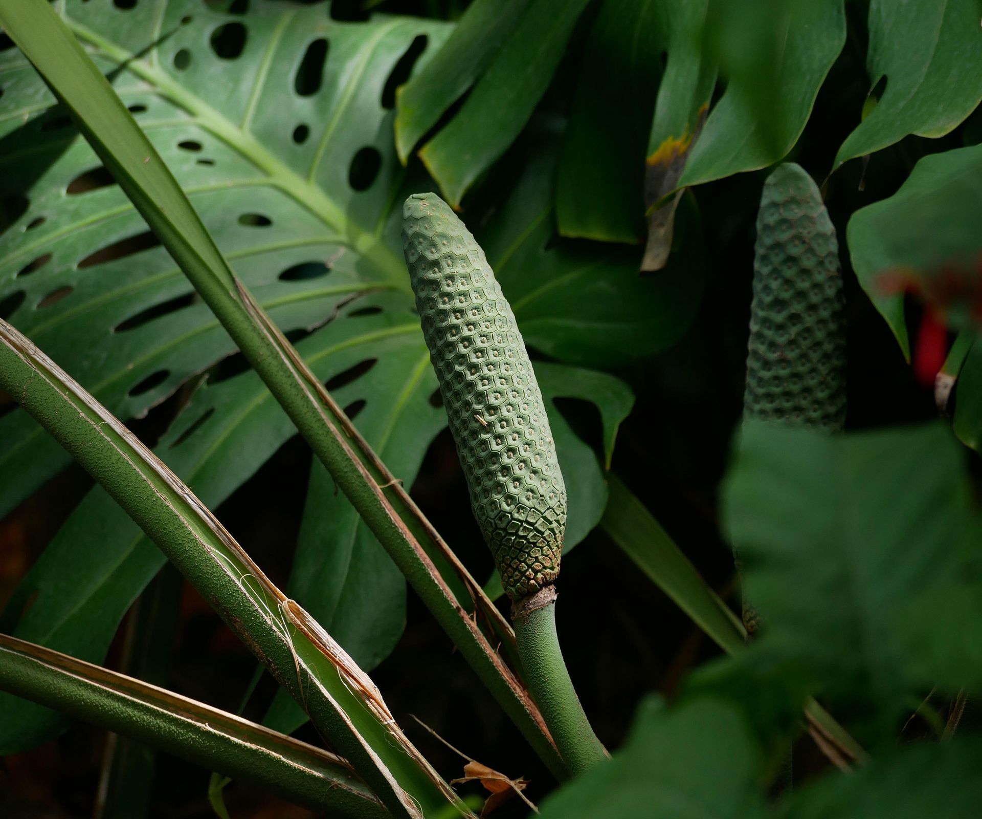 How to get a monstera to fruit: key facts to know | Homes and Gardens