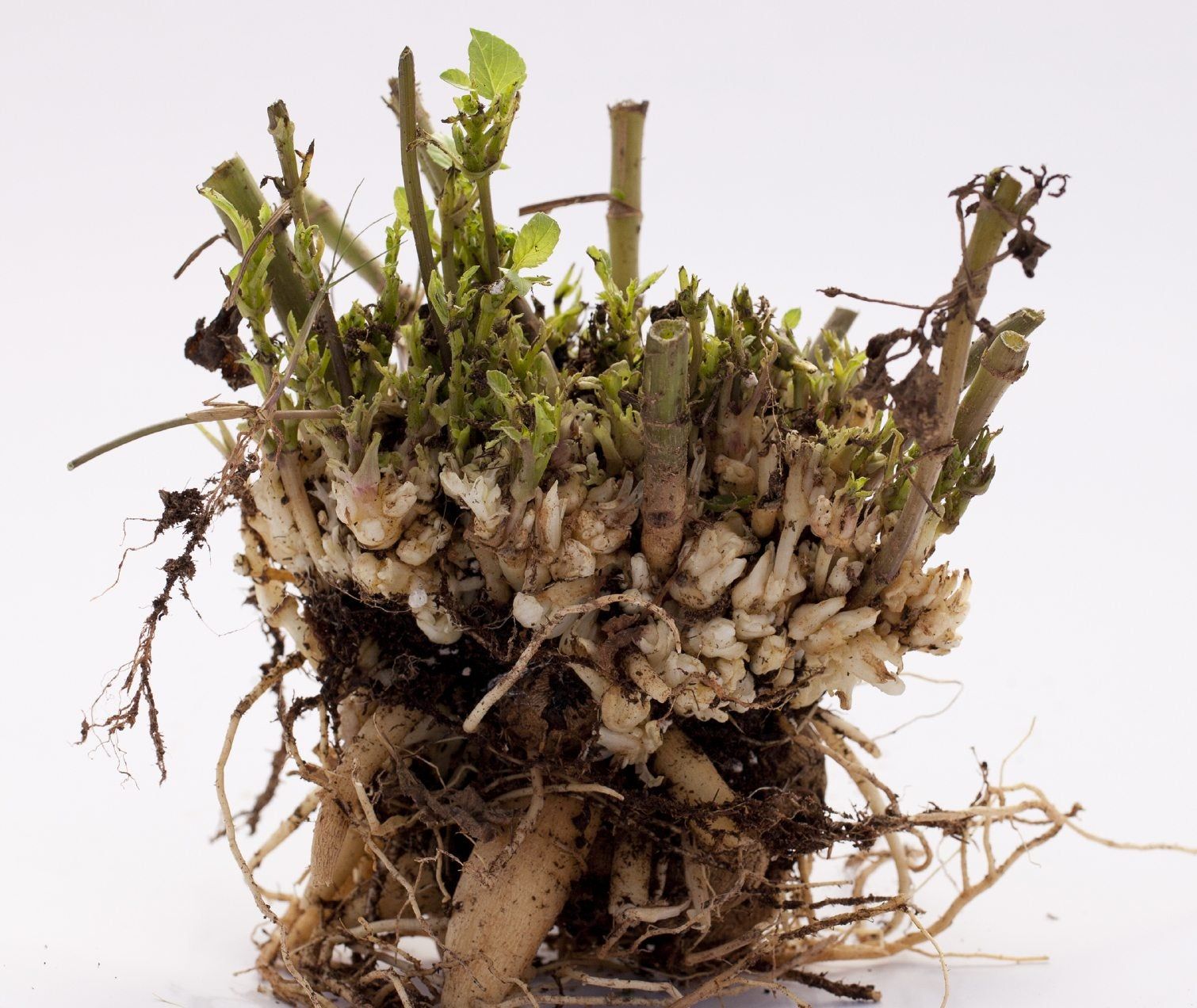 Edible Flower Bulbs - Can You Eat Flower Bulbs And Types Of Edible ...