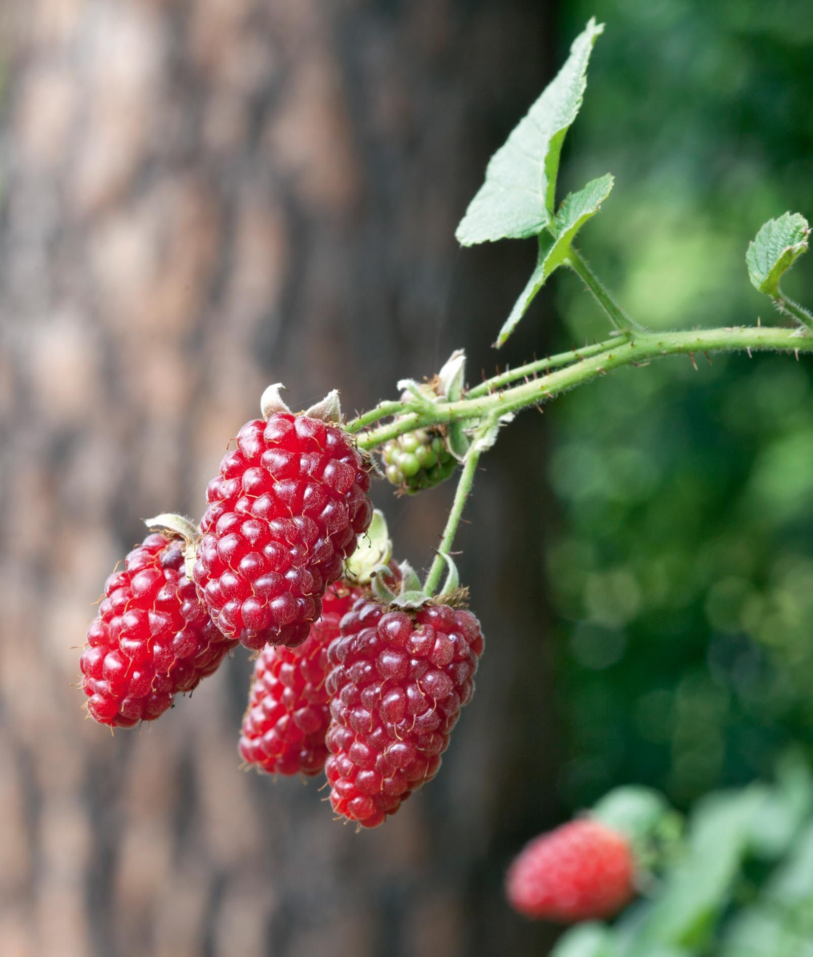 Nine unusual berries that you should be growing in your garden, from ...