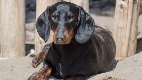 Watch this video of a lost dog reuniting with her owner after a week in ...