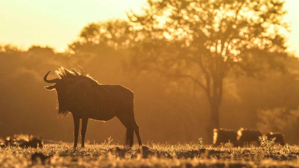 Beginner's guide to wildlife photography | Live Science